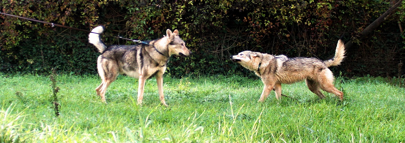 Adiestrador y especialista en comportamiento canino - Ken Sewell